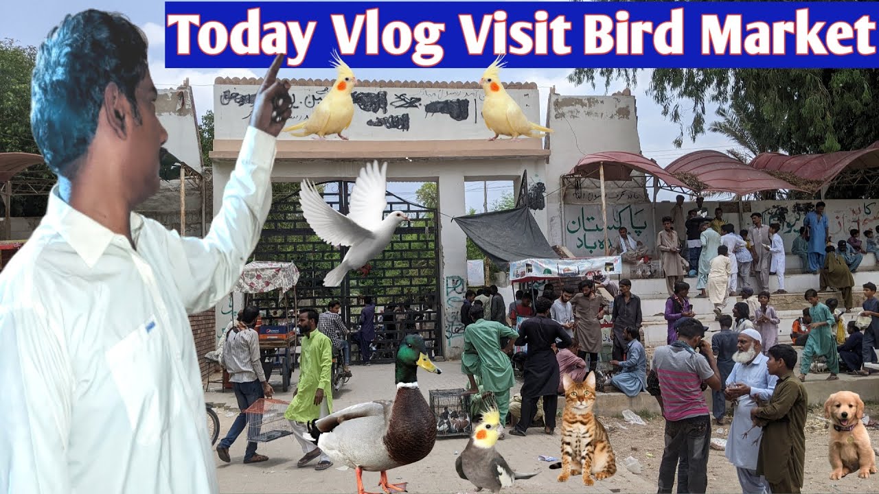 hyderabad birds market aur tower market ka visit keya | panhwar bird ...