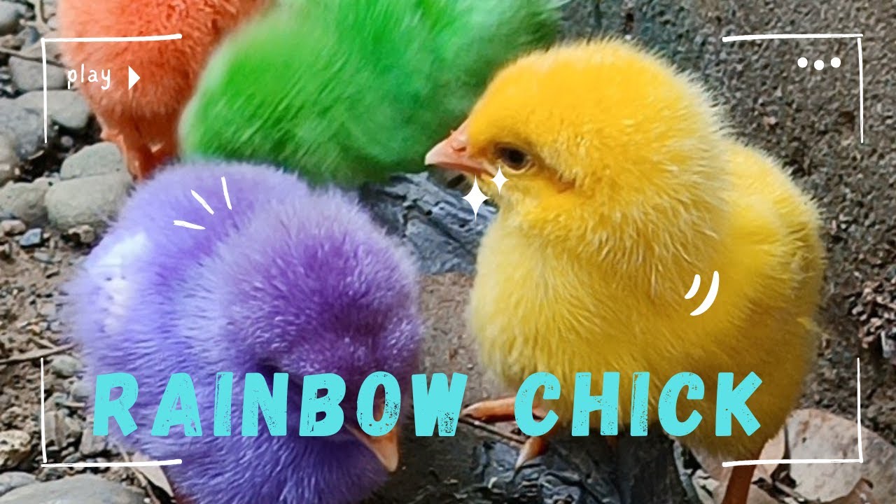The excitement of rainbow chicks playing in the backyard - YouTube