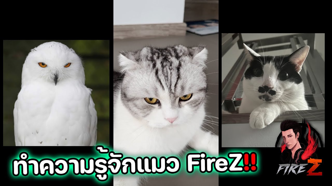 ทำความรู้จักแมว FireZ!! - YouTube