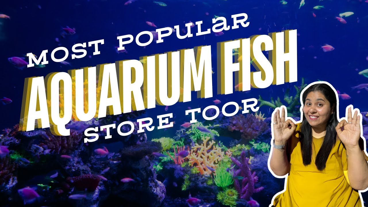 Most Popular Freshwater Aquarium Fish | Colorful Aquarium Fish ...