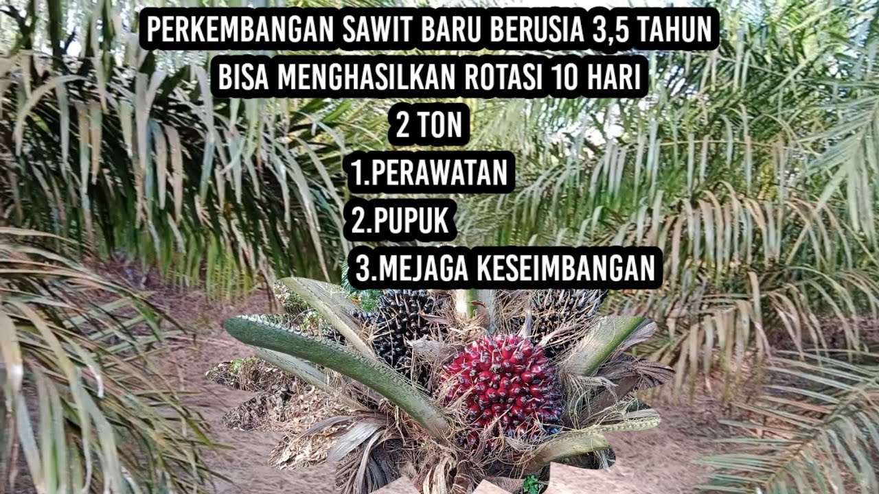 PERKEMBANGAN SAWIT BARU BERUSIA 3,5 TAHUN!!! BISA MENGHASILKAN 2 TON ...
