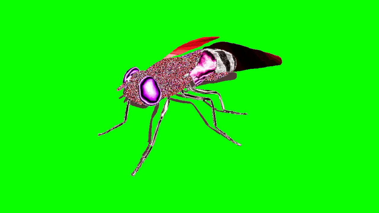 Makkhi Green screen,Bee green screen, - YouTube