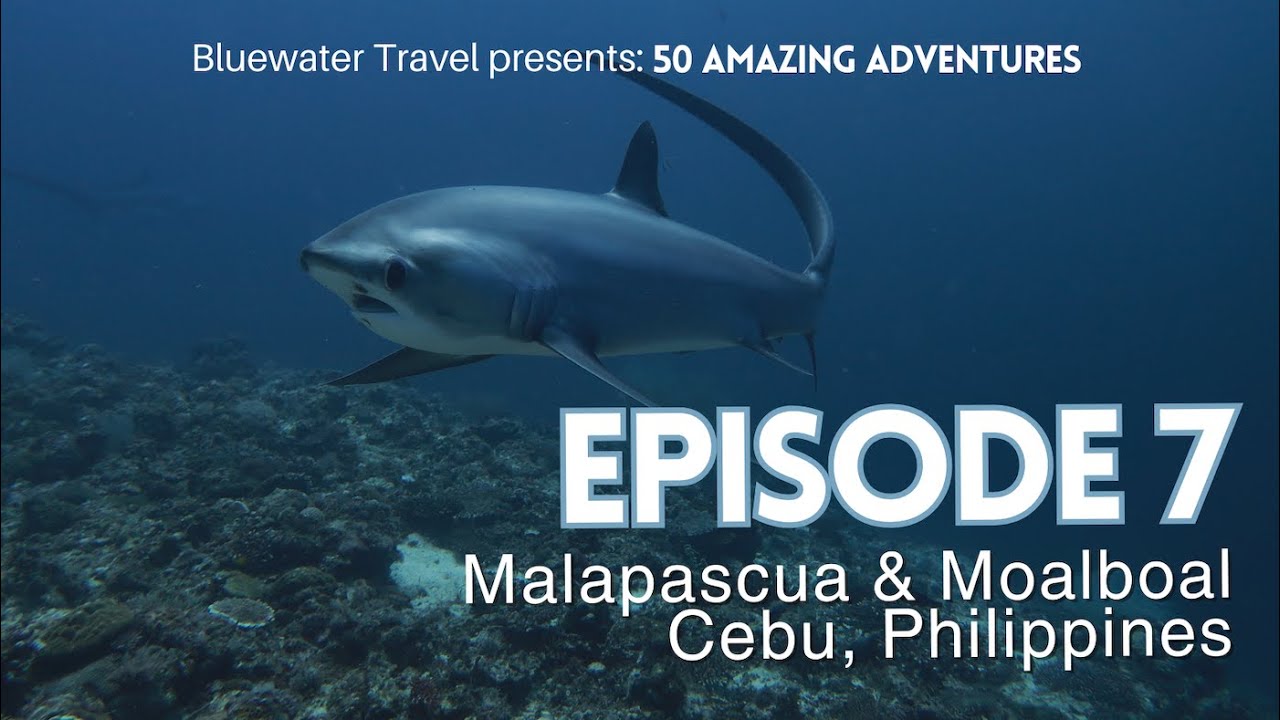 Thresher sharks of Malapascua - Episode 7 of 50 Amazing Adventures ...