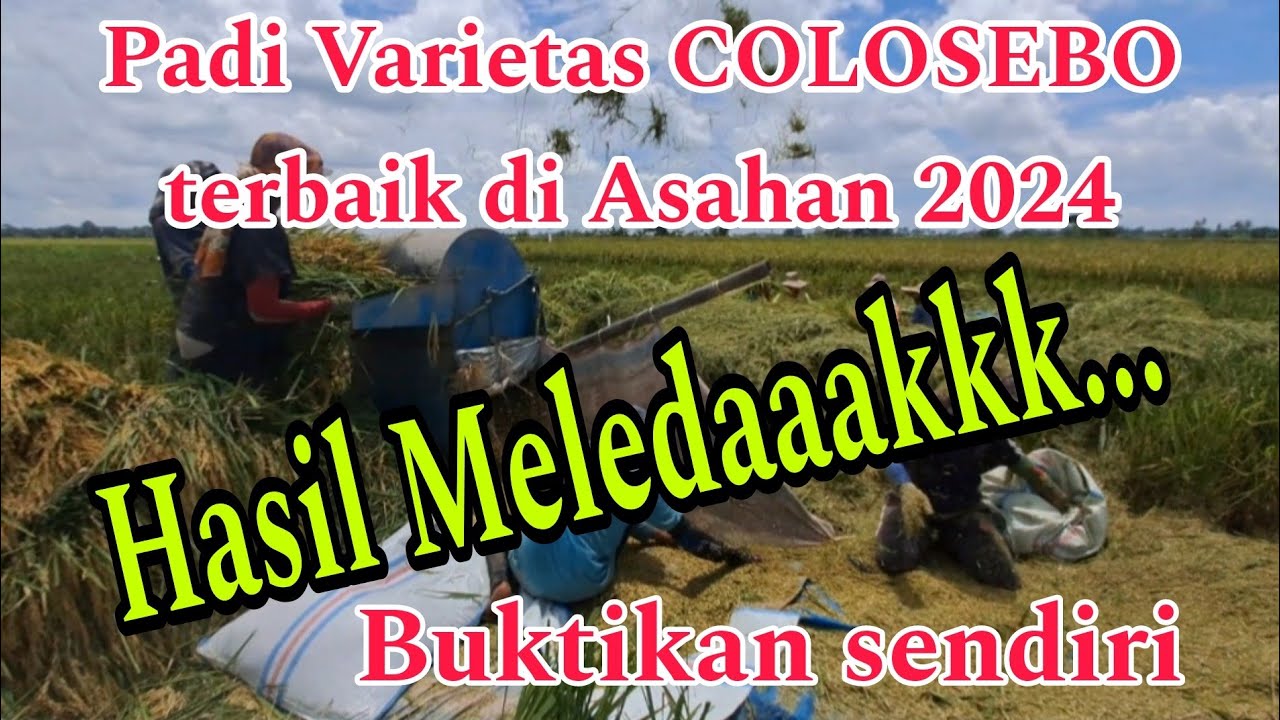 Padi IR Varietas COLOSEBO Padi unggul yang berhasil di Asahan. - YouTube
