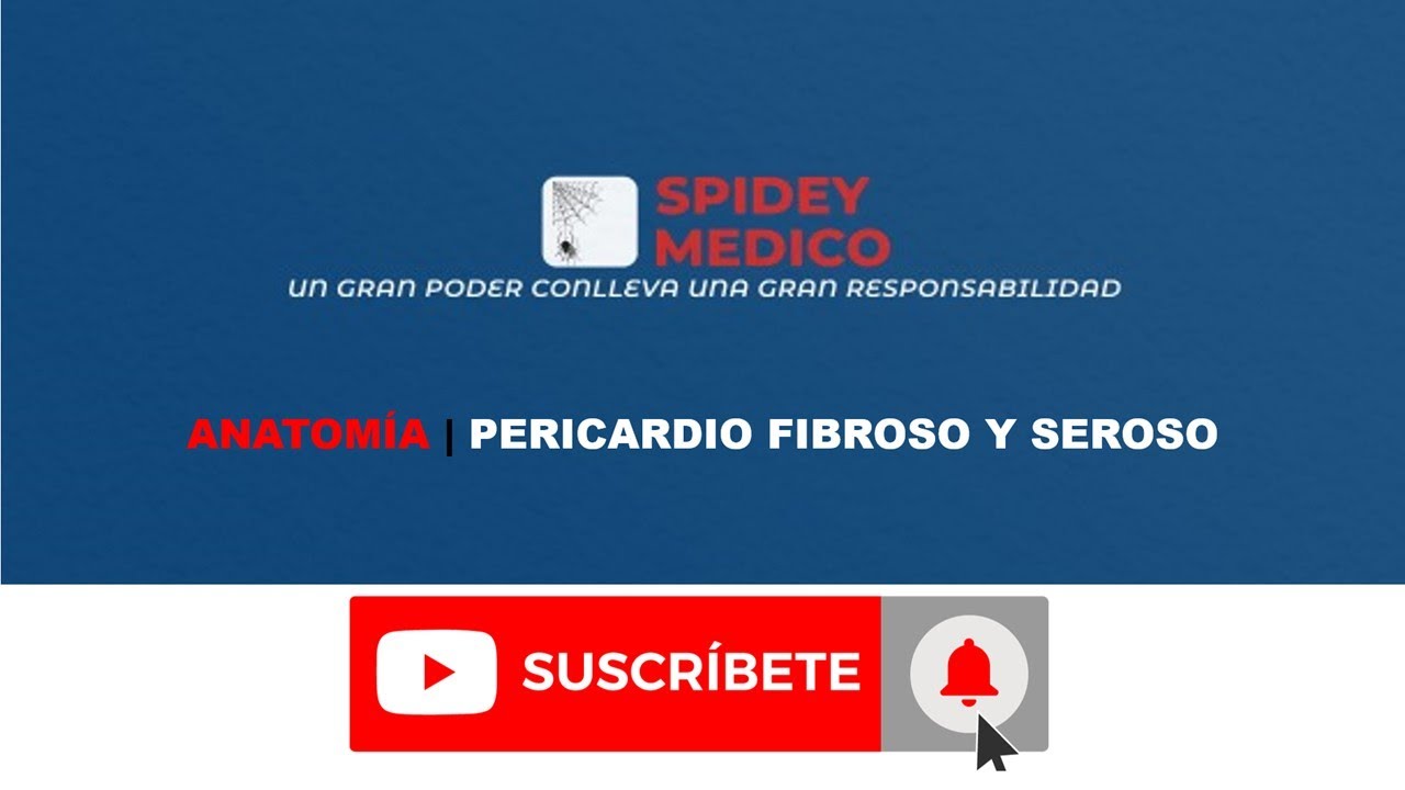Anatomía | Pericardio Fibroso y Seroso (Caras, Relaciones ...