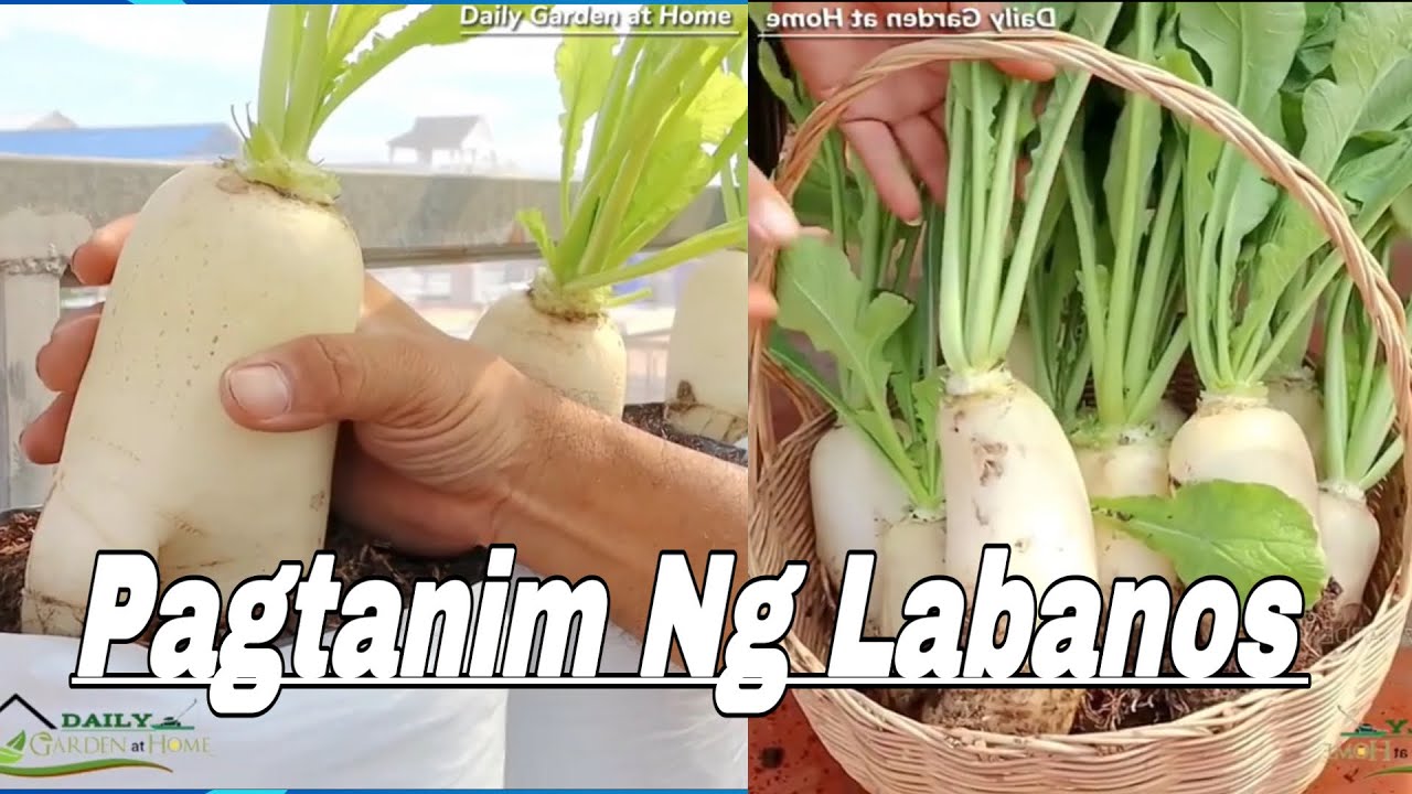 Paano magtanim ng labanos.. - YouTube