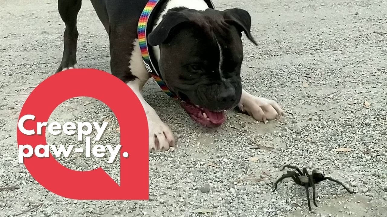 This adorable video shows a sweet dog’s hilarious interaction with a ...