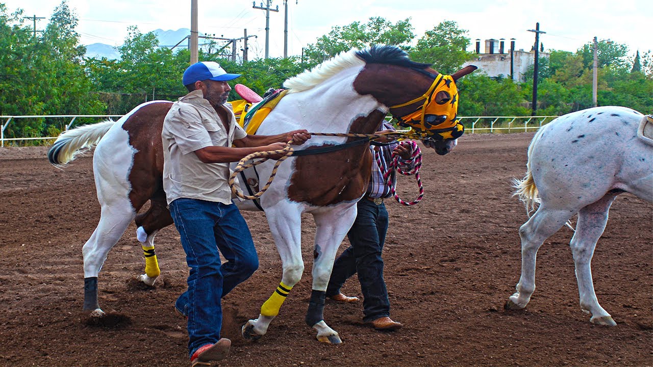Caballos De Carreras Mexicanos