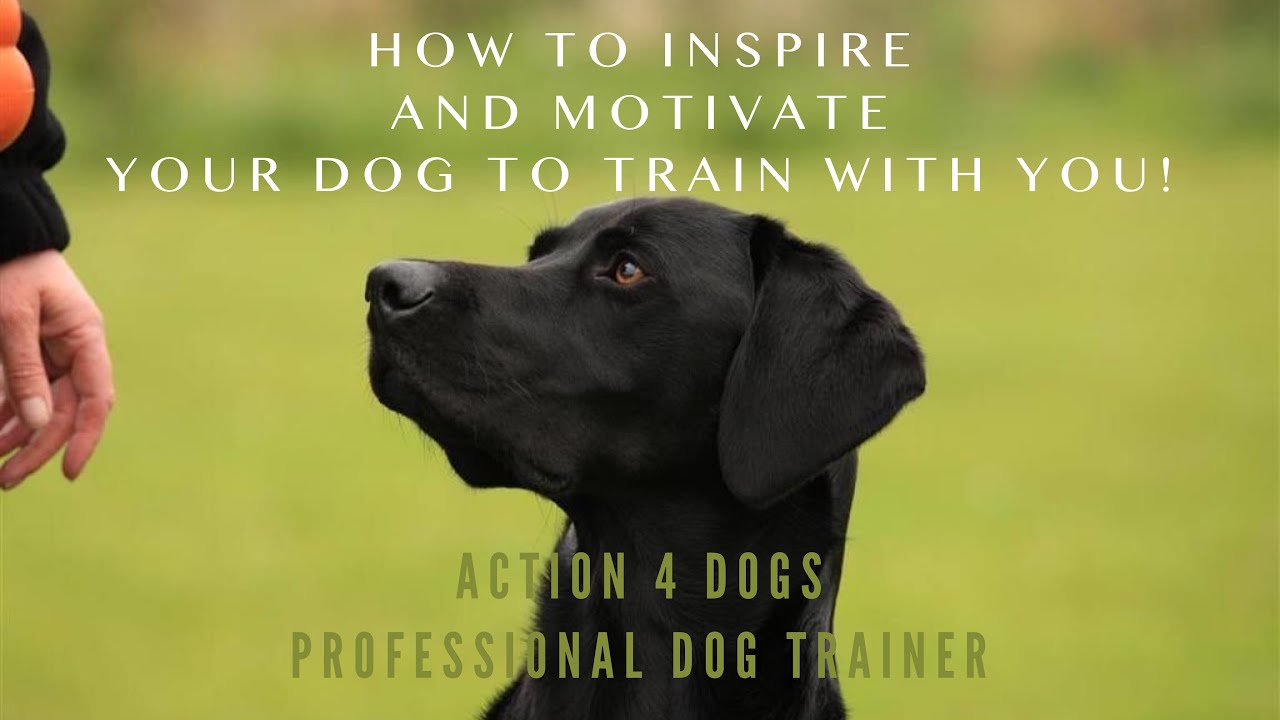 How to Inspire and Motivate Your Dog to Train With You! - YouTube