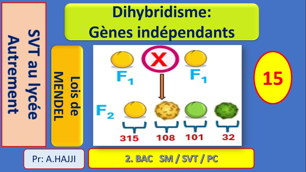 Exercice dihybridisme sur les petits pois - 3ème loi de MENDEL : gènes ...