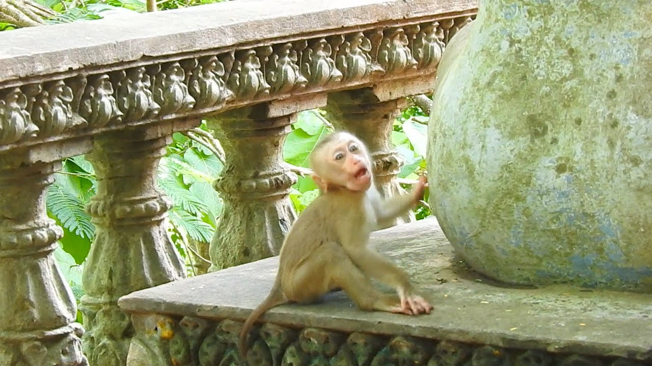 Little Saro monkey is not glad because he is looking for Sarika mama ...