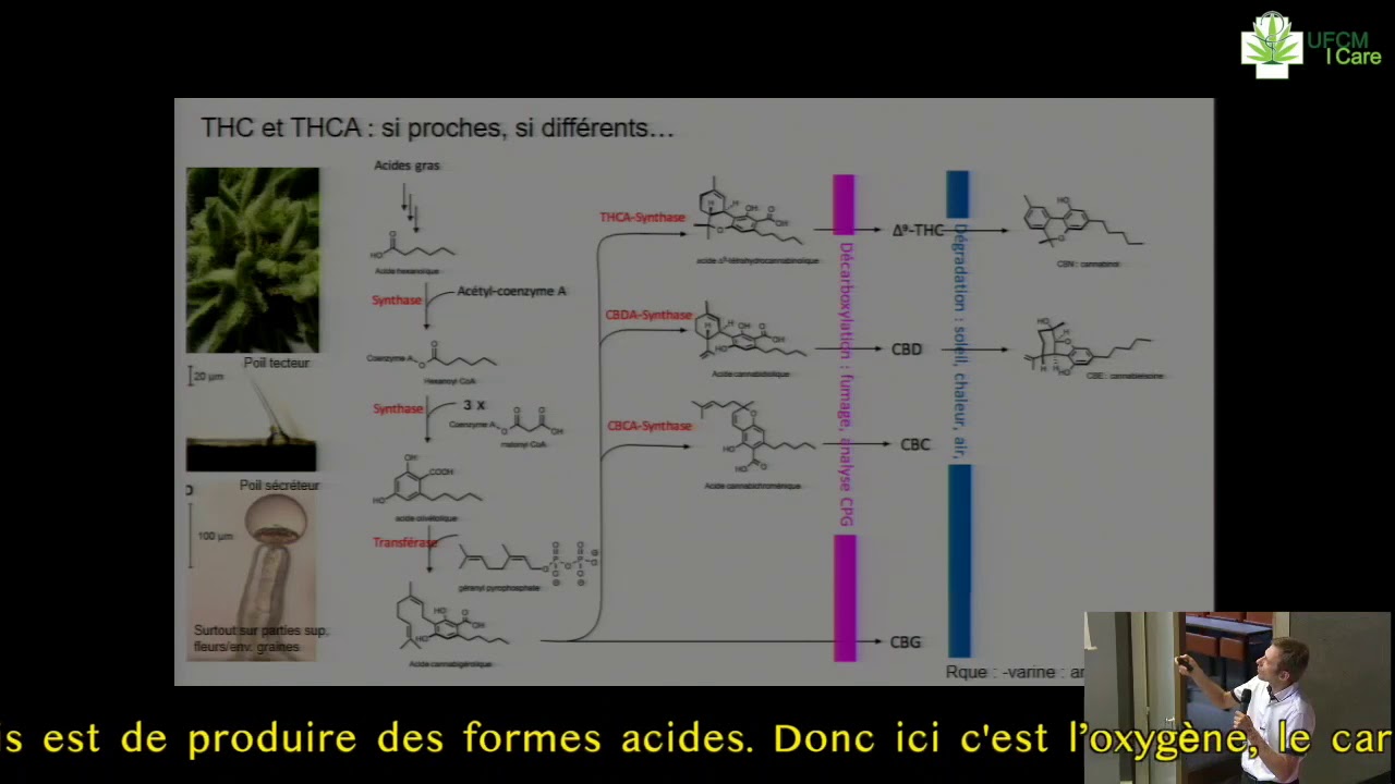 Alexandre Maciuk (France) - Cannabis, formes et voies d'administration ...
