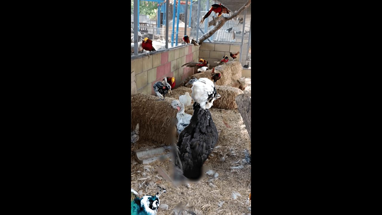 Цыплята на дяде Павлине) Цыплёнок Падуан Chickens on Uncle Peacock ...
