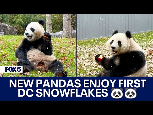 Funny Pandas With Captions Pandas Can´t Taste Meat