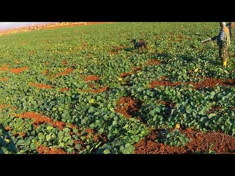 BILDIRCIN AVI DRAHTHAAR FERMA #quail  #shotkam #drahthaar