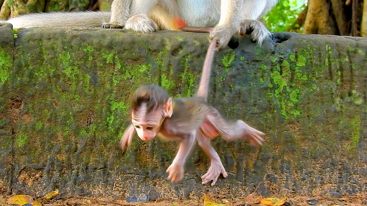 Super Baby Monkey Want To Fly - Such A Cute Baby Monkey Very Very ...