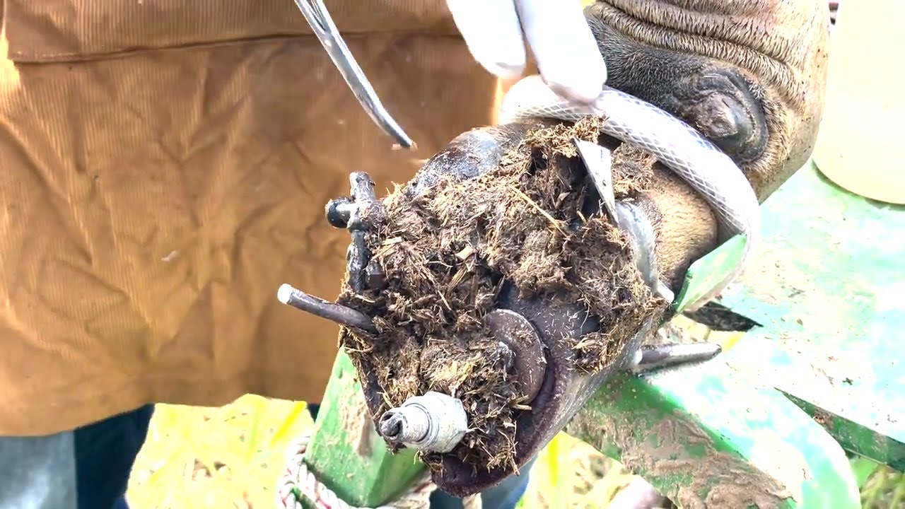 Amazing Hoof Care Techniques Extracting Rusty nail & Screw Fixing Cow ...