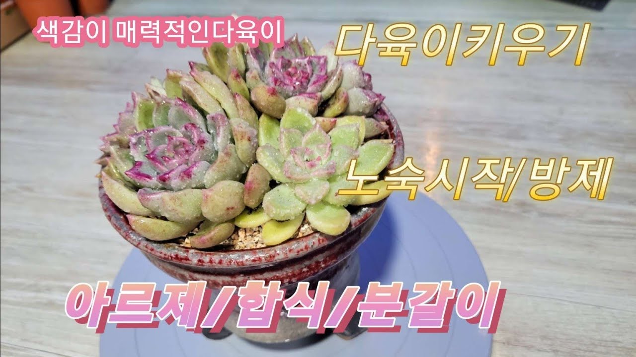 아르제 분갈이 합식 했어요 다육이키우기 힐링 다육이농장 다육이분갈이 다육식물 多肉植物 Succulent 일상기록