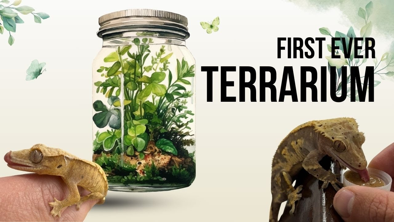 My First EVER Terrarium!!! - YouTube
