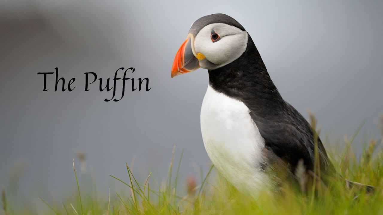 The puffin - YouTube