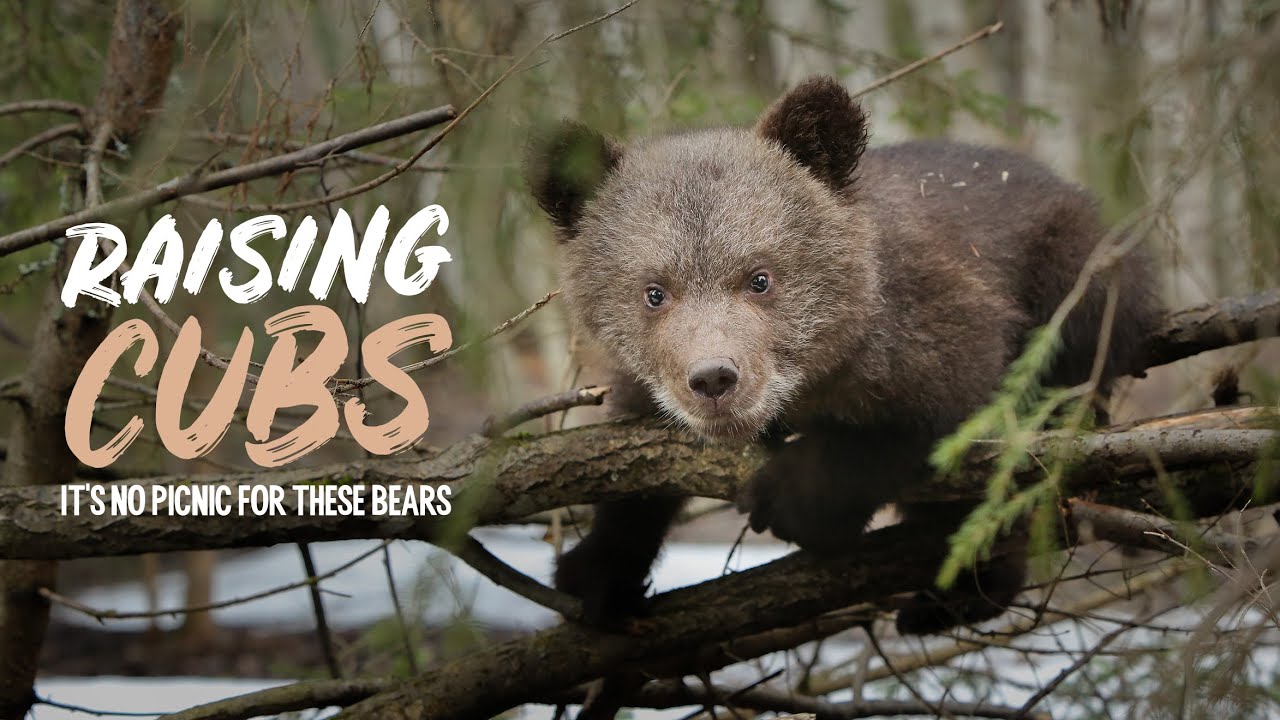 Raising bear cubs - YouTube