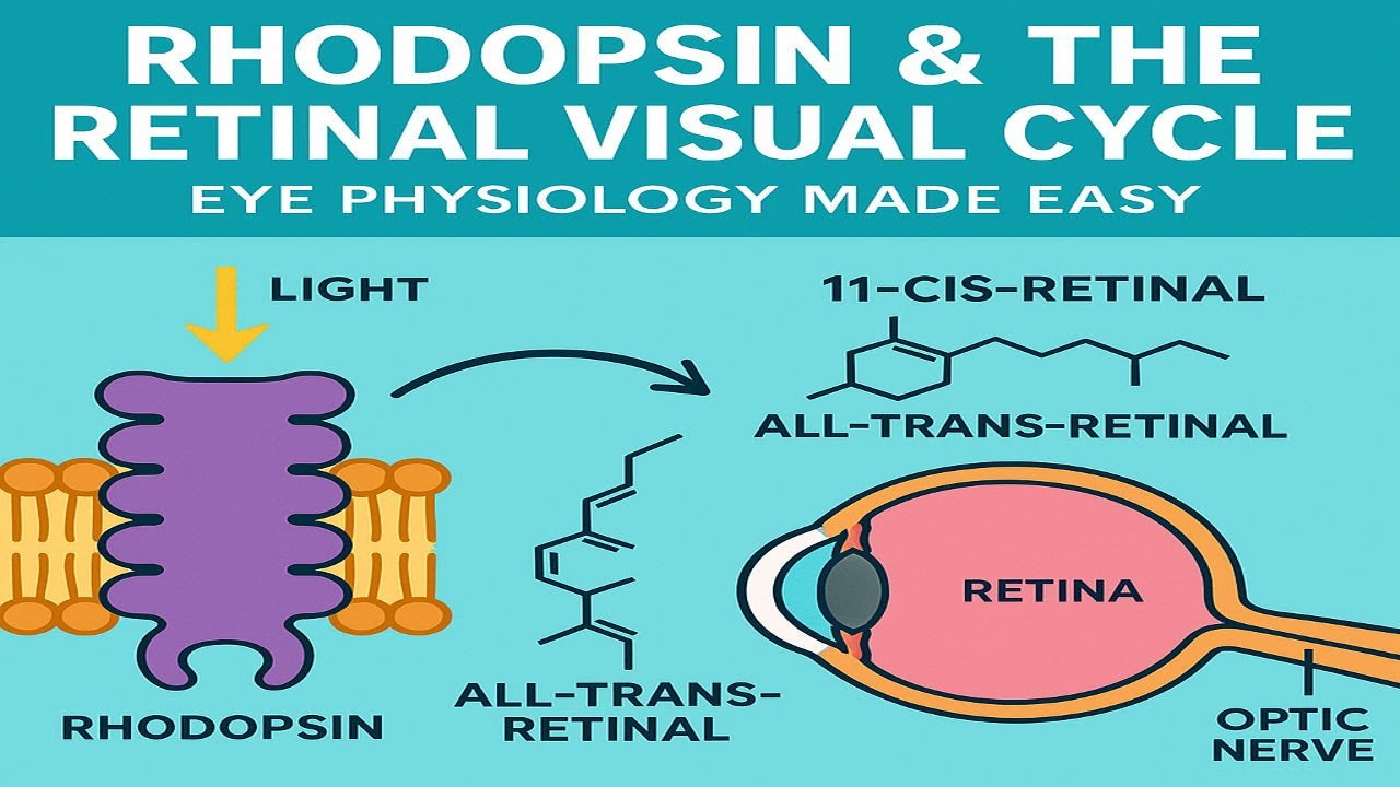 Rhodopsin & the Retinal Visual Cycle | Eye Physiology Made Easy ...