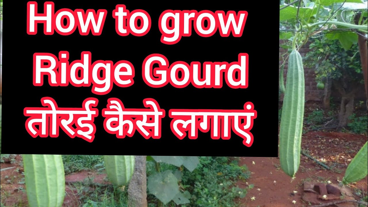 How to grow Ridge gourd / Care Tips for Ridge Gourd /तोरई की बेल कैसे ...