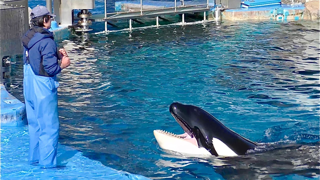 シャチ リンちゃん 朝の準備運動ですね【名古屋港水族館】Orca Lynn-chan Port of Nagoya Public ...
