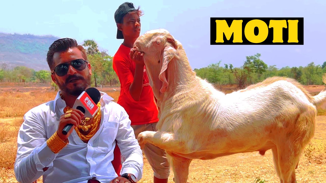 MD Goat Farm Ka Moti Bakra - YouTube