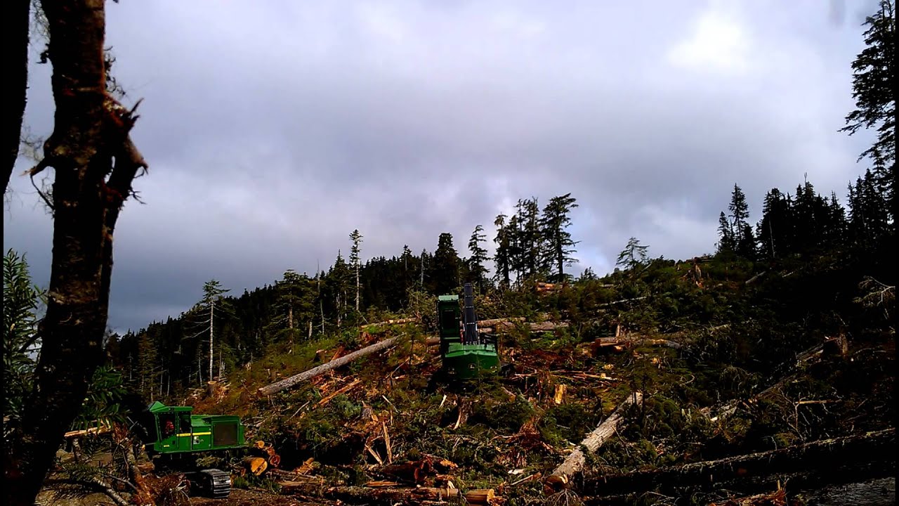 959K feller buncher and 3754D log loader - YouTube