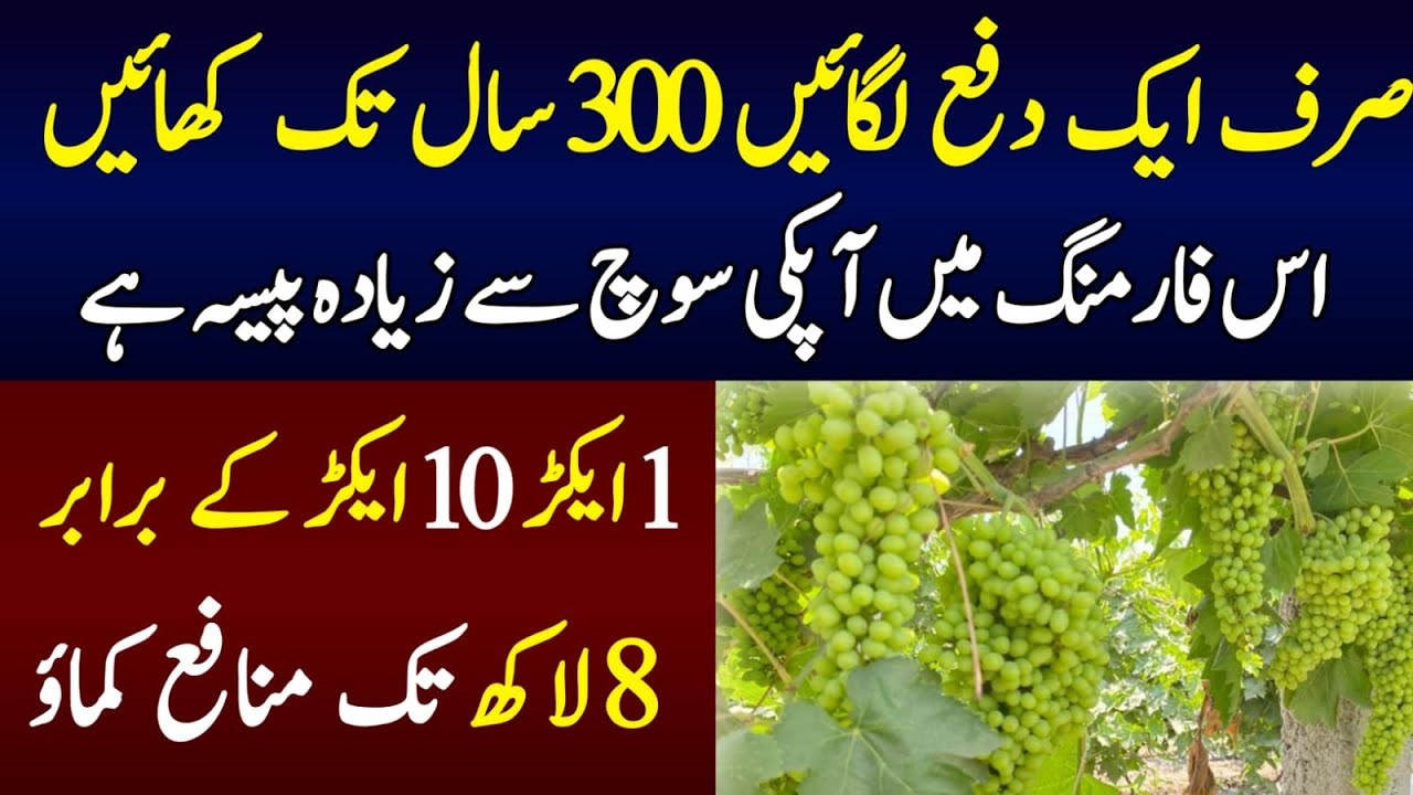 How to start Grapes Farming In pakistan - YouTube