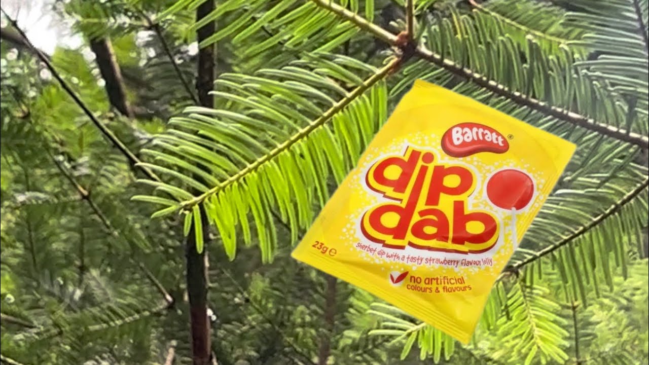 Grand Fir Sherbet & BlackBerry Dib Dab - 1 of 3 - Wild Sweets - YouTube