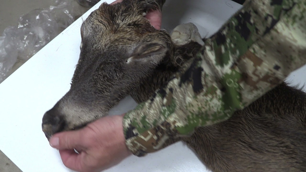 Tanned Whitetail Deer Cape For Sale 7" X 19" OBT1706 - YouTube