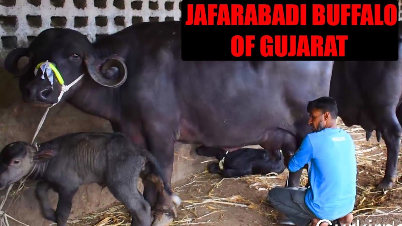 My experience with Jafarabadi Buffaloes of Gujarat I African cape ...