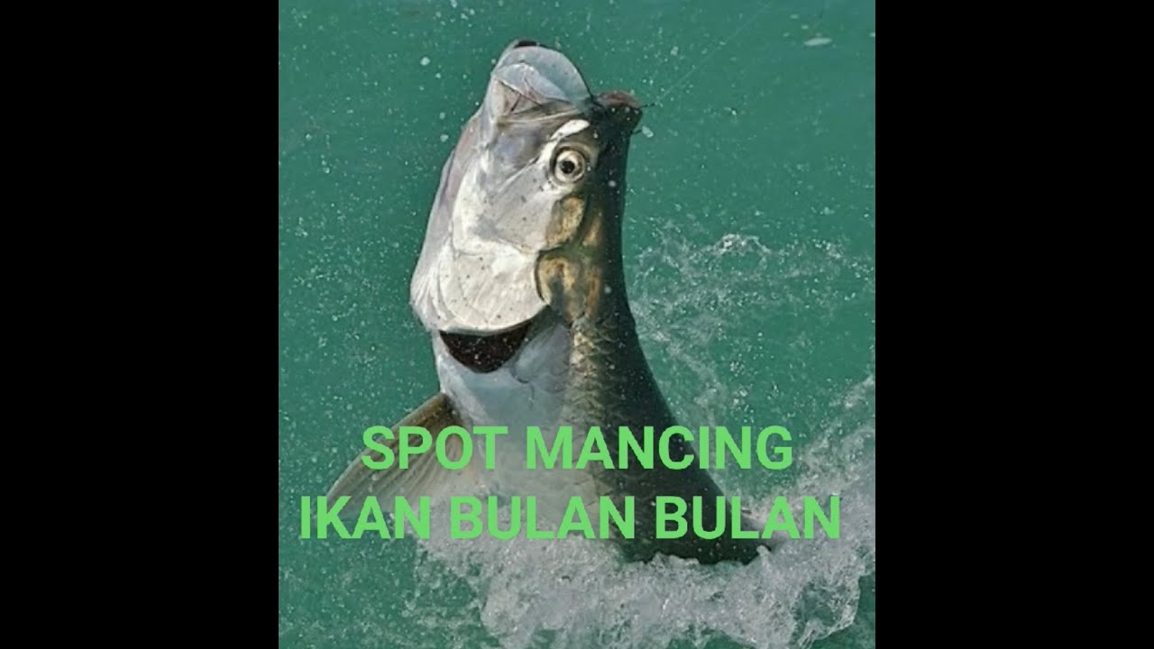 LIVE STREAMING MANCING IKAN BULAN-BULAN | IKAN TARPON GANAS | IKAN TARPON BESAR - YouTube