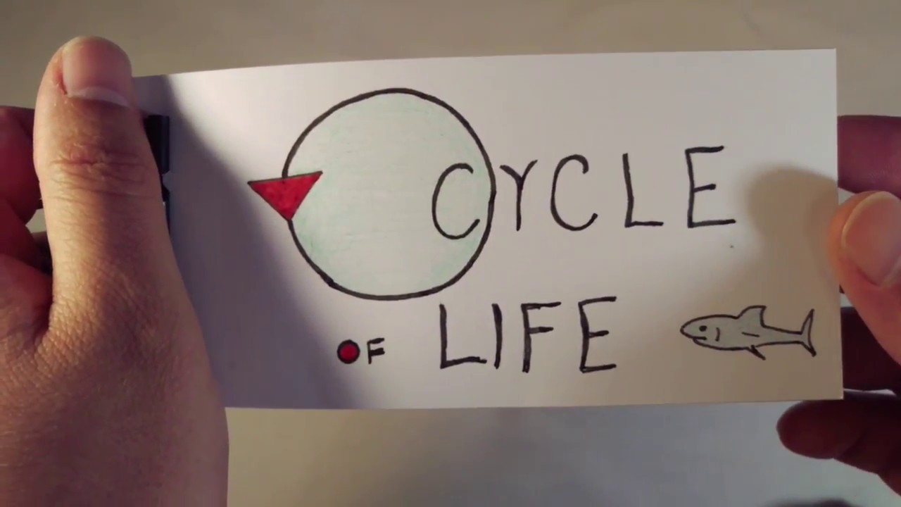 Flip book animation - Cycle of life - YouTube