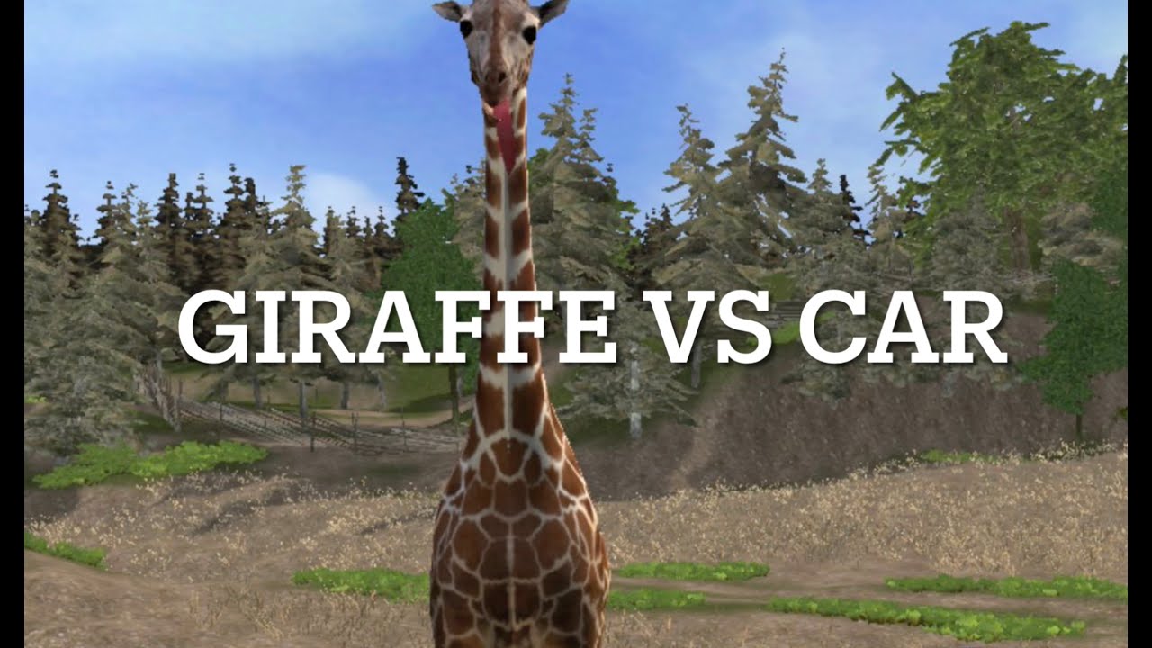 Giraffe vs Car - YouTube