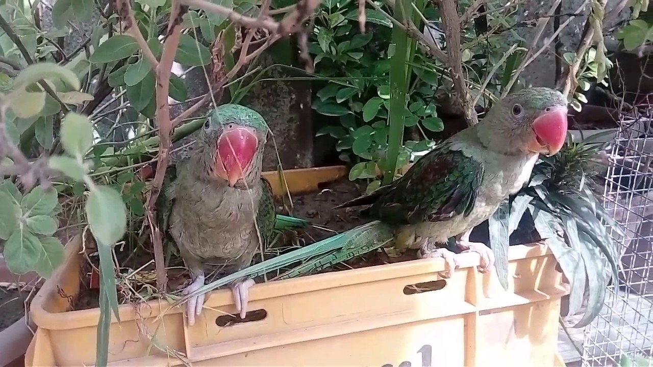 Pahari parrot this is morning jogging - YouTube