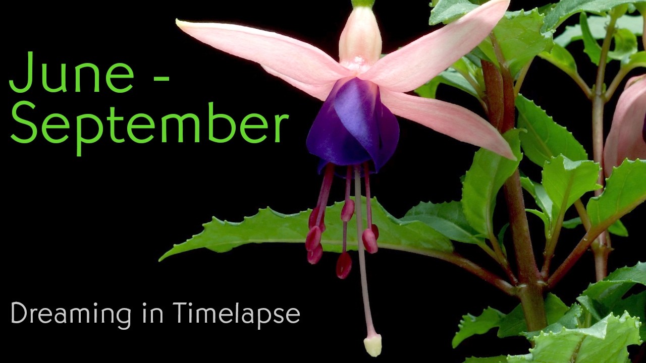 ☀️🌺Summer Love: June through September time-lapse compilation🌺☀️ - YouTube