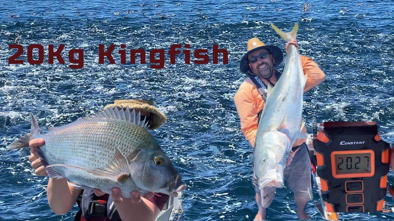 20Kg Yellowtail Kingfish on a Popper!!!!! and Much More! | Coromandel ...