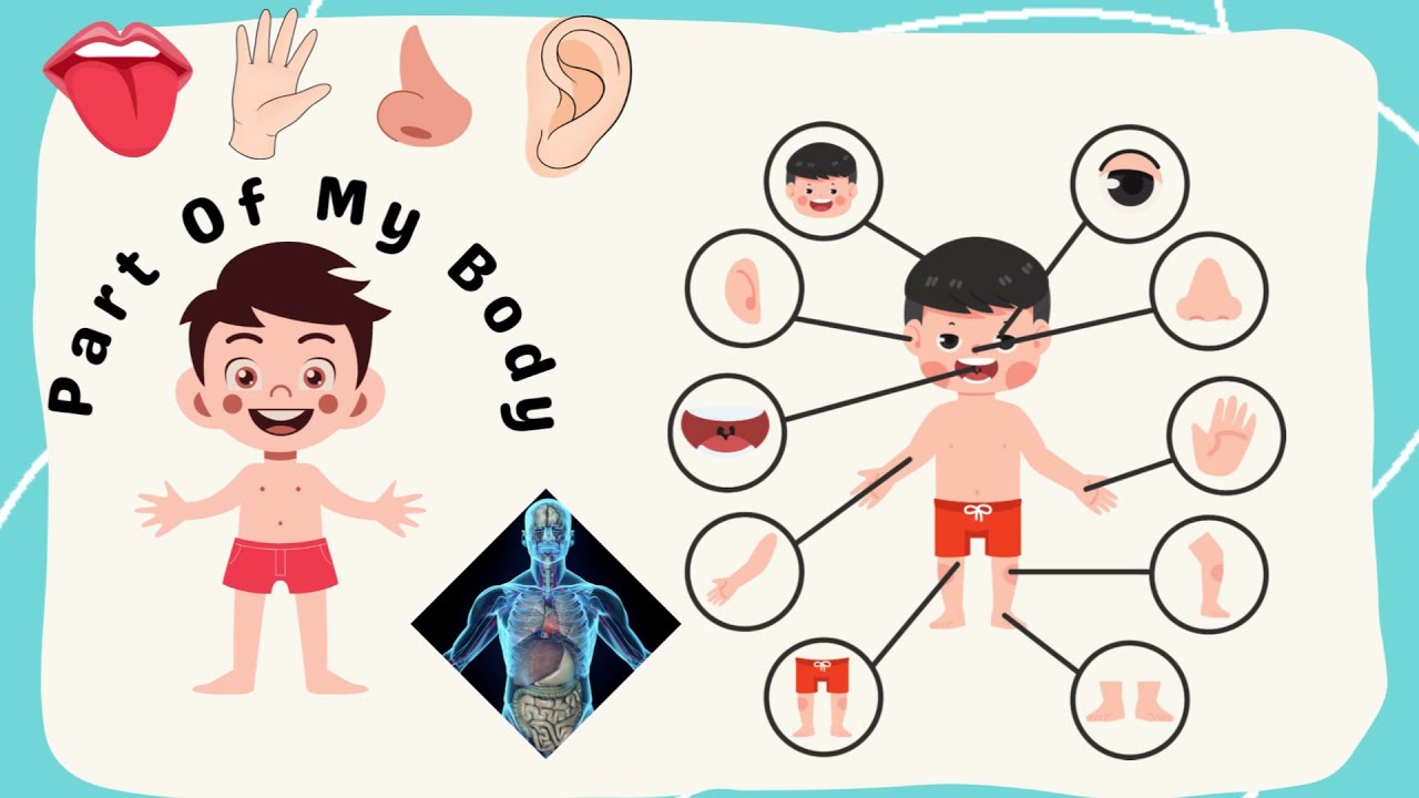 #Part Of Body for kids. #Kids body parts. Human Body parts. #Wiggly ...