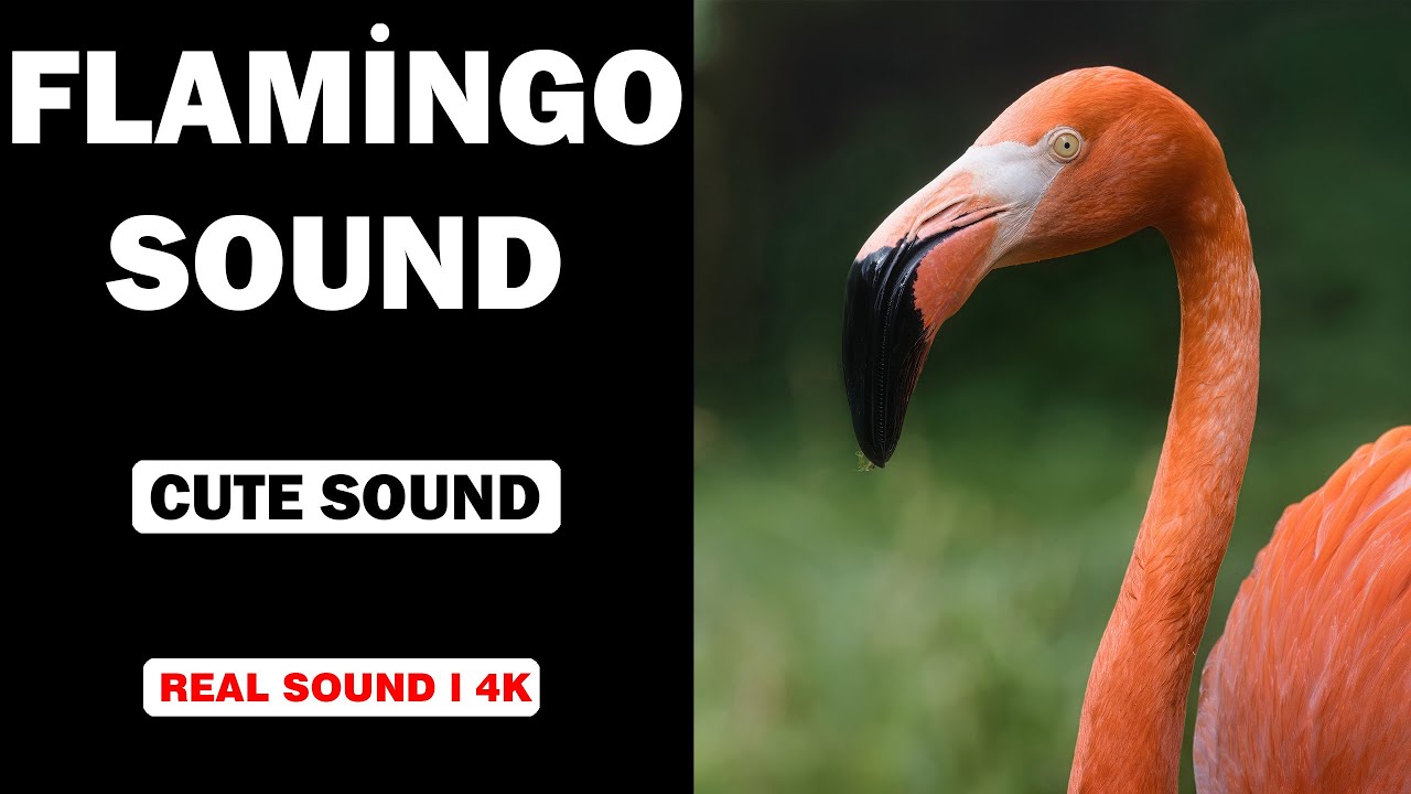Real Flamingo Sounds | High Quality | Cute Flamingo Sound Experience! l ...