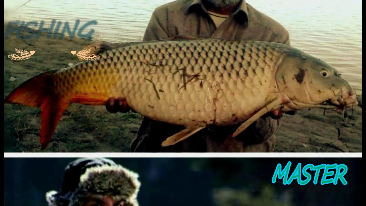 CAT FISH// Mali fish Indus river // Pakistan punjab - YouTube