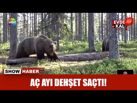 Aç ayı dehşet saçtı!