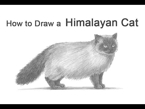 How to Draw a Cat (Himalayan) - YouTube