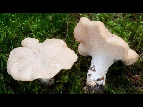 Hái nấm heo ( pigsvamp) & Kantareller ở Thụy Điển 02-09-2023. - YouTube