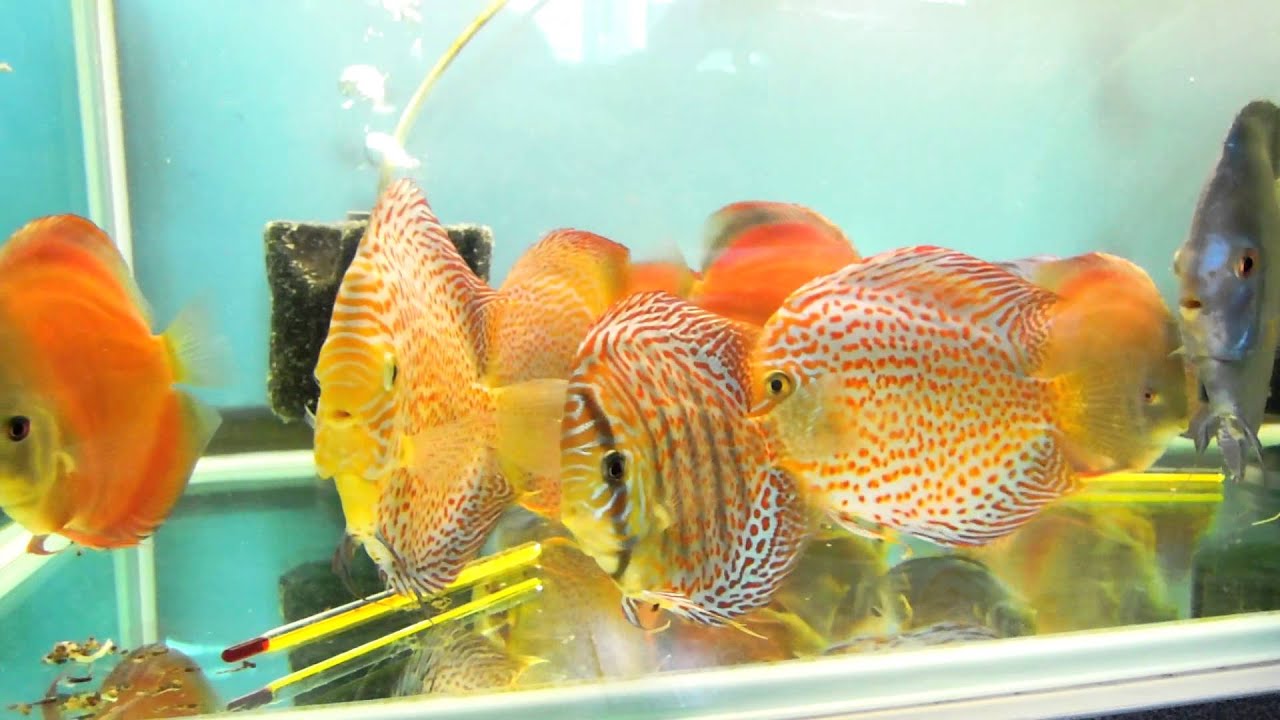 sunny discus in hong kong china discus aquarium fish farm 七彩神仙魚 (旭日水族 ...