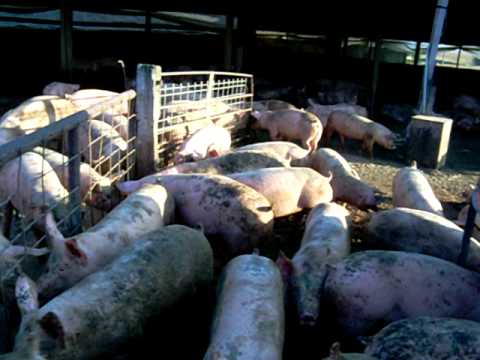 Outdoor Organic hogs, - YouTube
