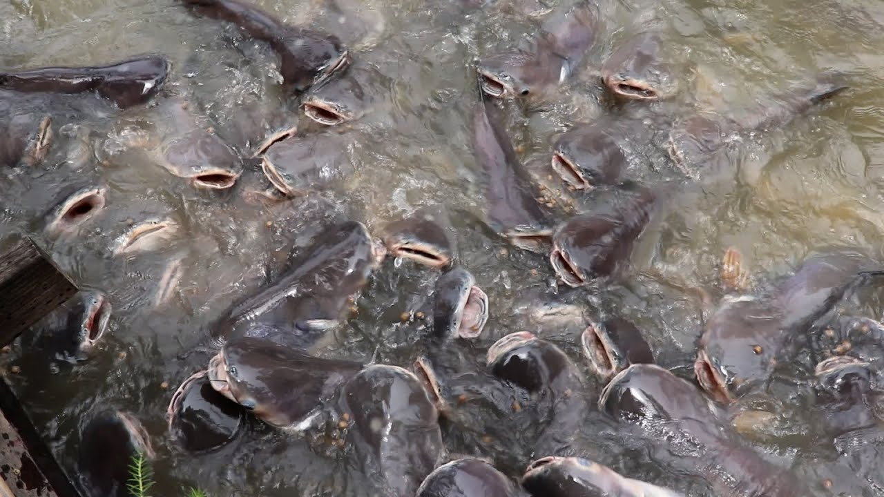 Big Fish a lot of fish in the water, giant fish, fish in the pond #001 ...