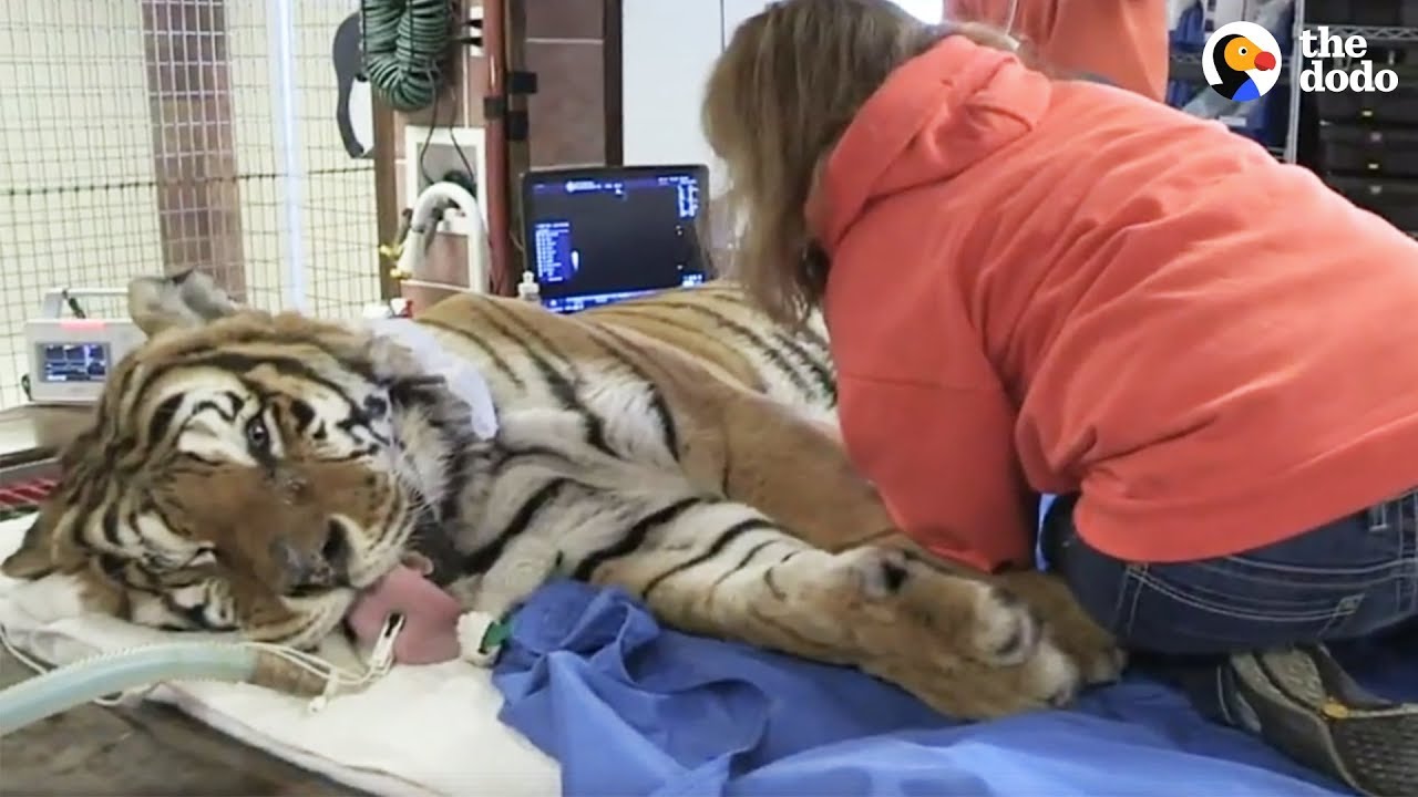 LIVE: Rescue Tiger Gets Vet Exam at Wild Animal Sanctuary | The Dodo ...